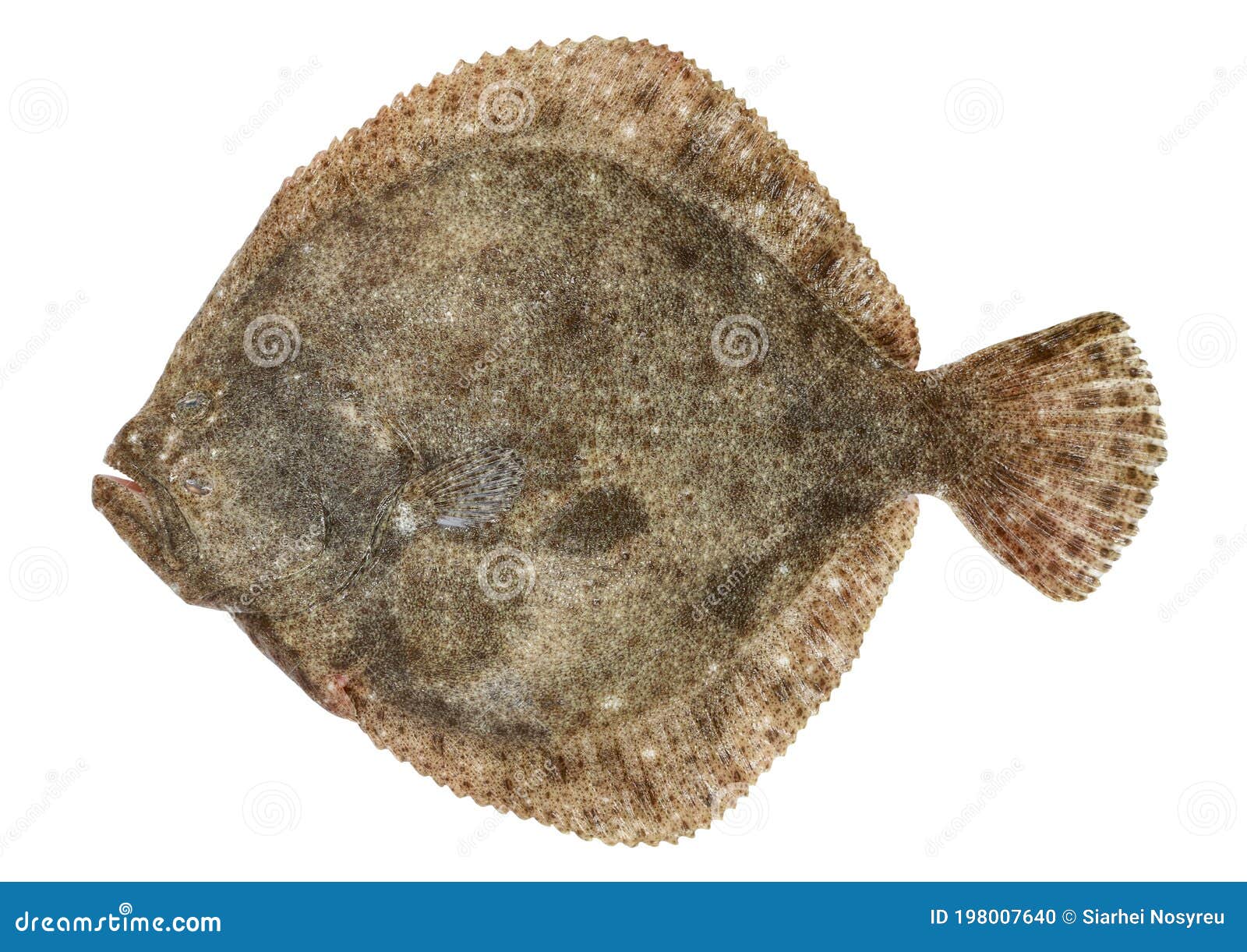 Peixe-prego Isolado Em Fundo Branco Foto de Stock - Imagem de animal ...