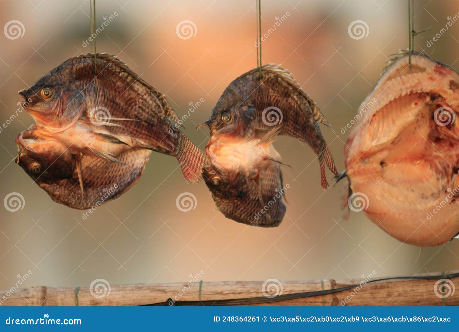 Peixe seco imagem de stock. Imagem de exterior, peixes - 248364261