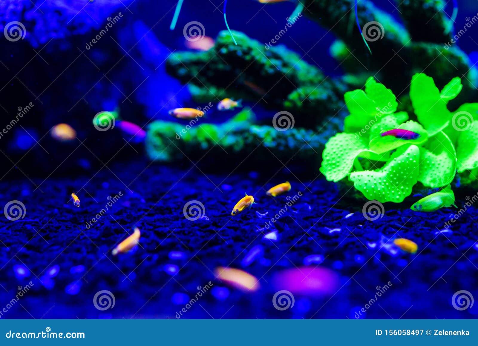 Peixe Tropical Na Luz Do Neon Imagem de Stock - Imagem de anêmona ...