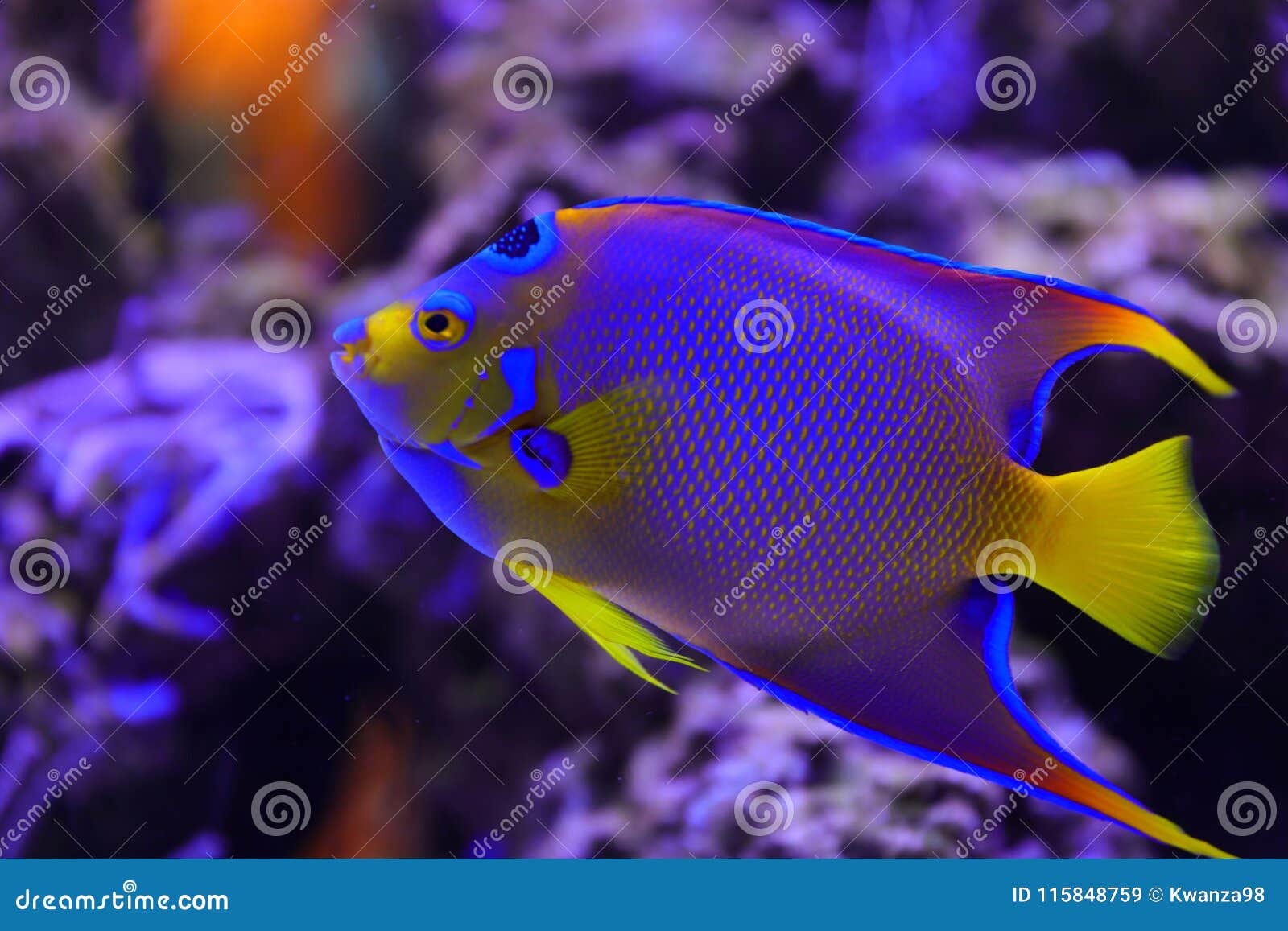 Peixes azuis imagem de stock. Imagem de saltwater, azul - 115848759