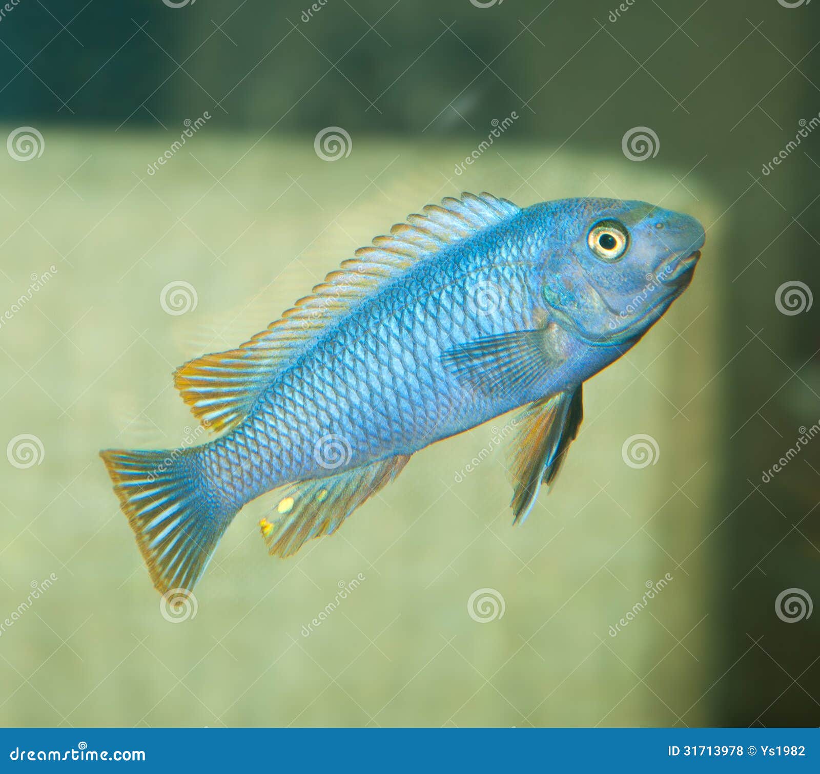 Peixes azuis do aguarium foto de stock. Imagem de tanque - 31713978