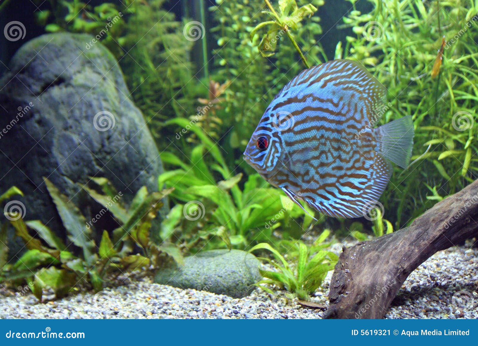 Peixes Azuis Do Disco De Turquesa Imagem de Stock - Imagem de brilhante ...