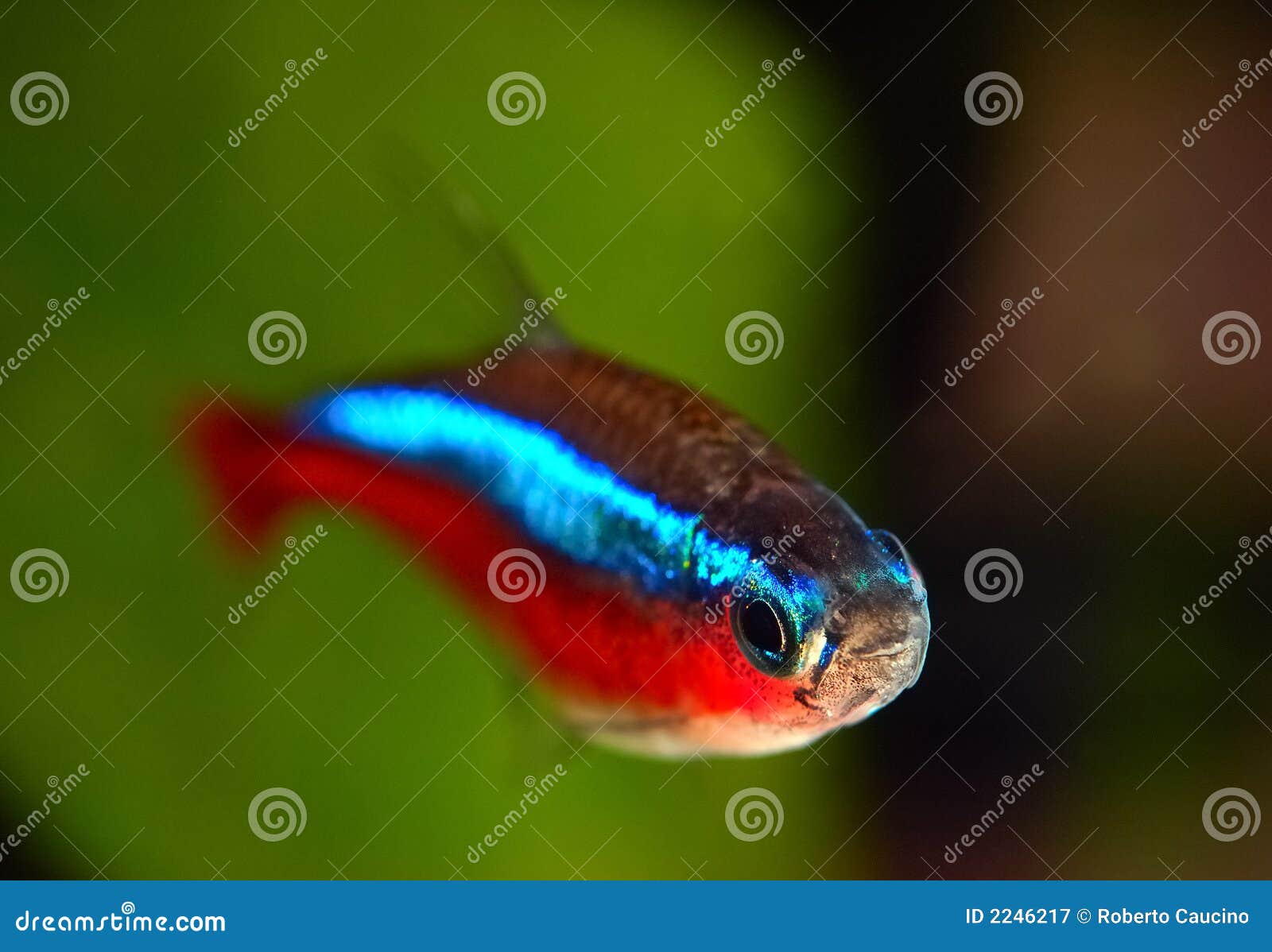 Peixes cardinais imagem de stock. Imagem de néon, cardeal - 2246217