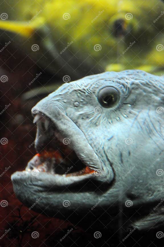 Peixes com boca aberta imagem de stock. Imagem de respiradouro - 5769307