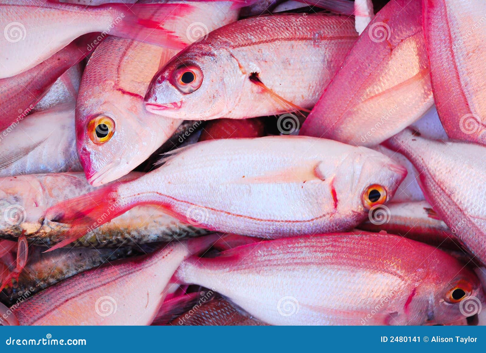 Peixes cor-de-rosa imagem de stock. Imagem de fresco, pesca - 2480141