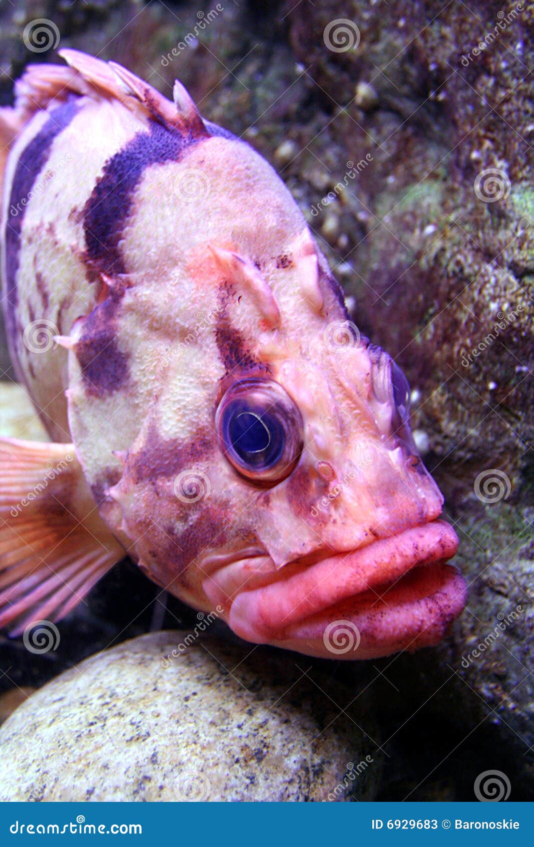 Peixes cor-de-rosa imagem de stock. Imagem de bordos, listras - 6929683