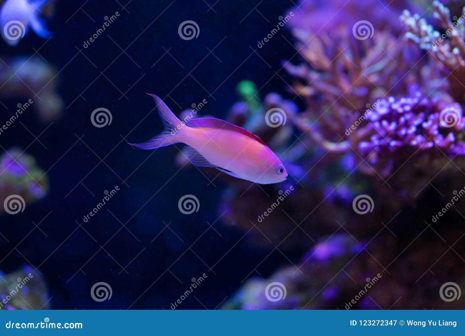 Peixes Cor-de-rosa De Anthias No Recife De Corais Imagem de Stock ...