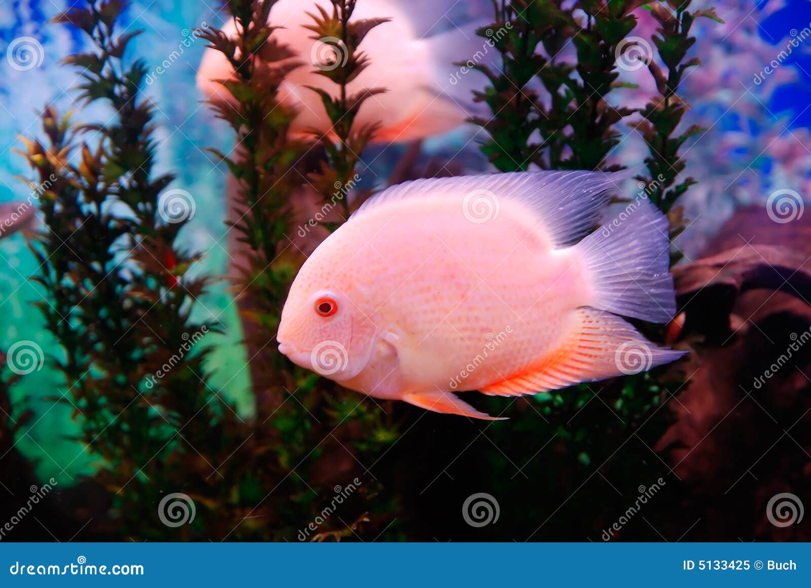 Peixes cor-de-rosa bonitos imagem de stock. Imagem de nave - 5133425