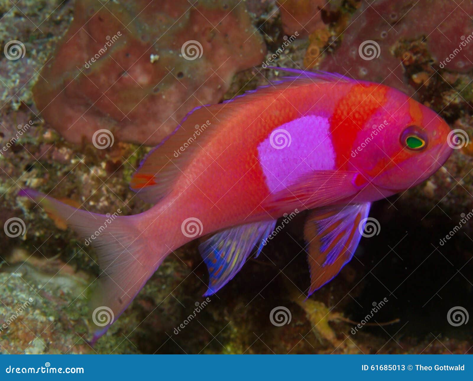 Peixes Cor-de-rosa No Assoalho De Mar Imagem de Stock - Imagem de verde ...
