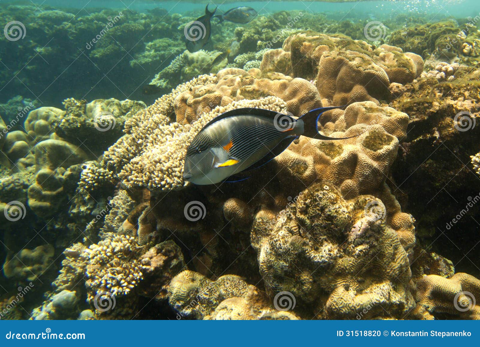 Peixes Corais Do Mar Vermelho. Egito Foto de Stock - Imagem de tahiti ...