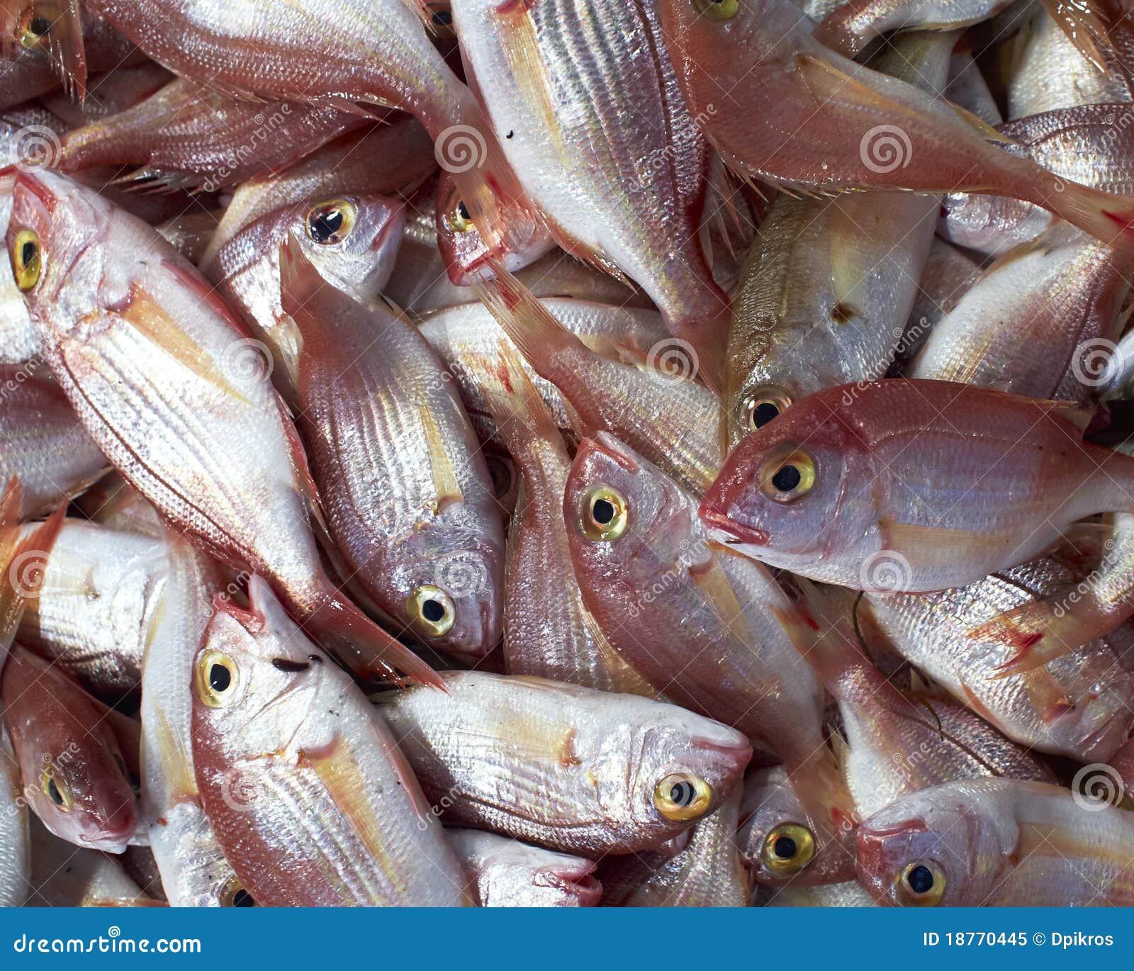 Peixes Da Brema Do Mar Vermelho Imagem de Stock - Imagem de naughty ...