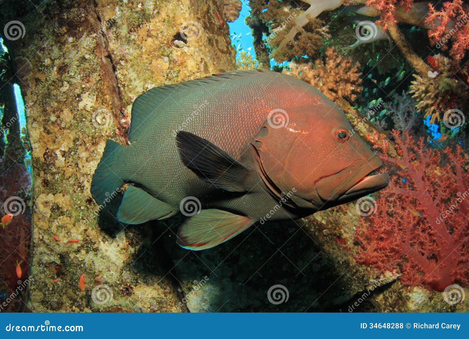 Peixes da garoupa foto de stock. Imagem de nave, mergulho - 34648288
