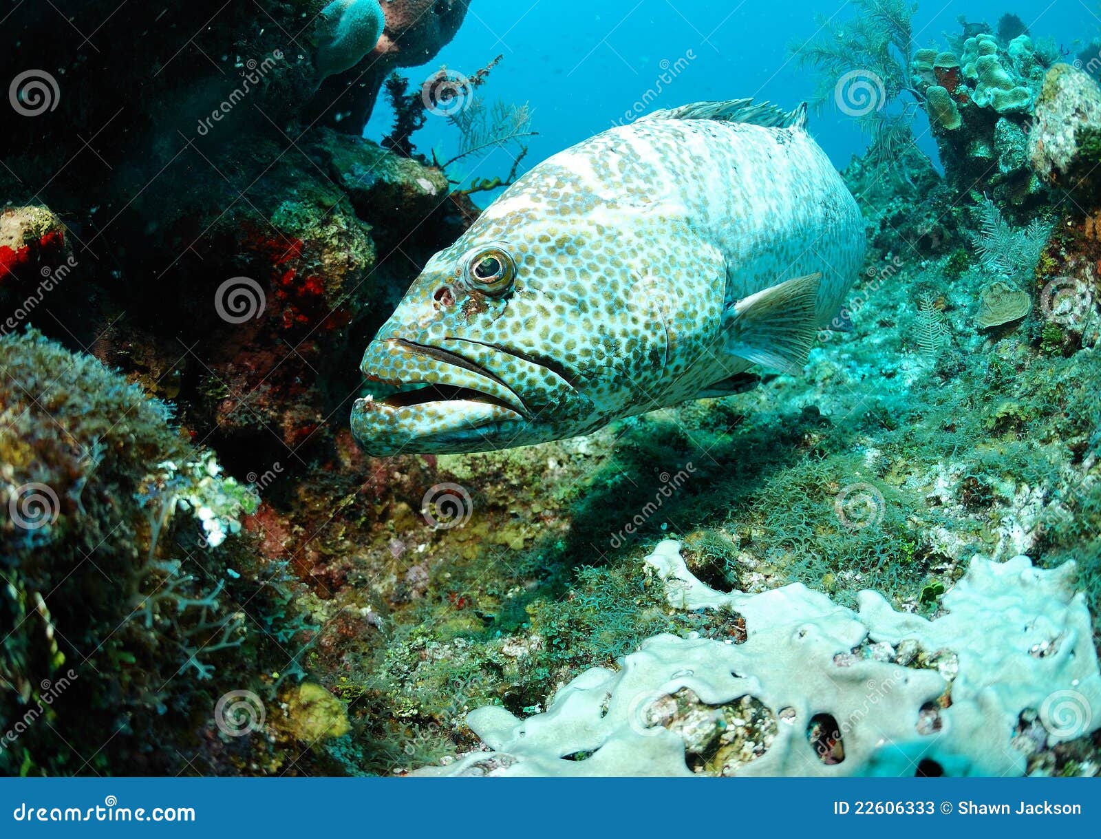 Peixes Da Garoupa No Recife Coral Imagem de Stock - Imagem de cores ...