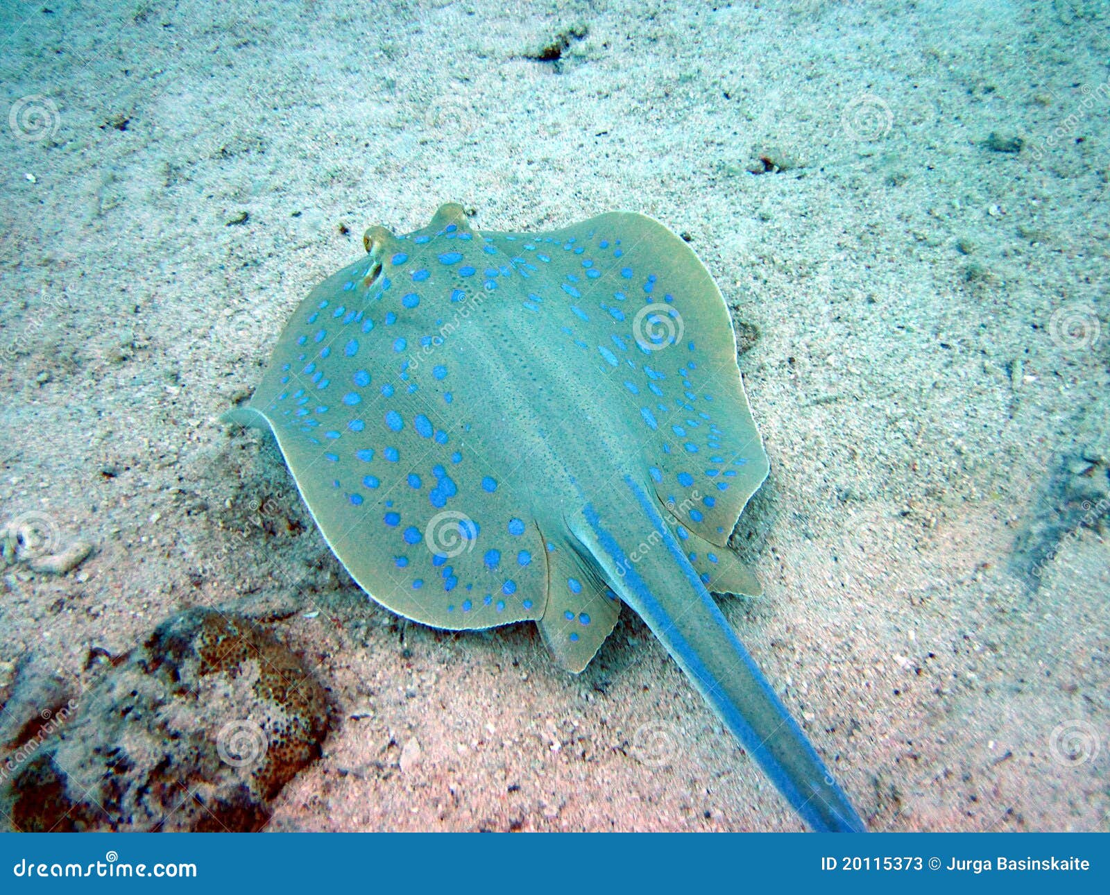 Peixes da raia imagem de stock. Imagem de ativo, colorido - 20115373