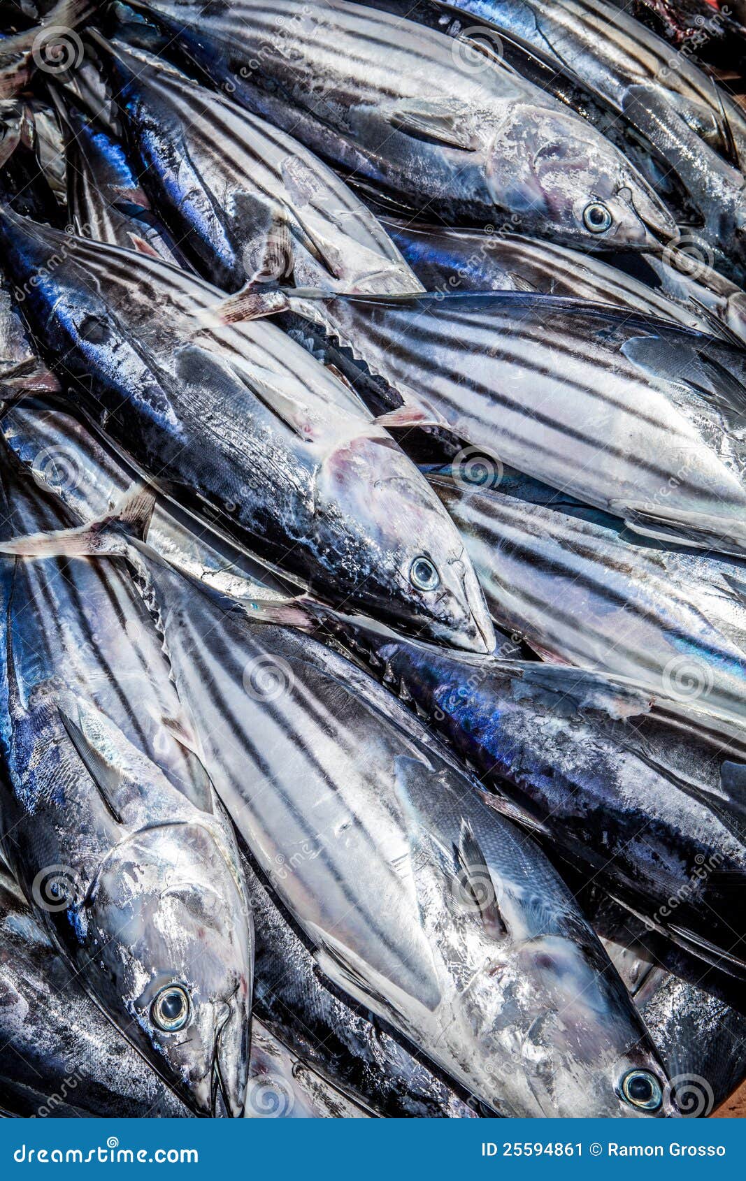 Peixes de atum imagem de stock. Imagem de atum, completamente - 25594861
