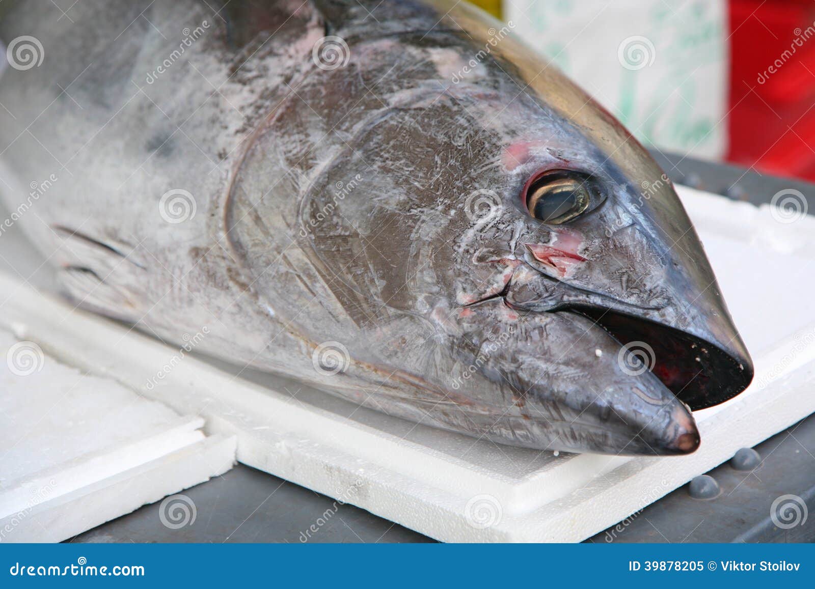 Peixes de atum imagem de stock. Imagem de atum, peixes - 39878205