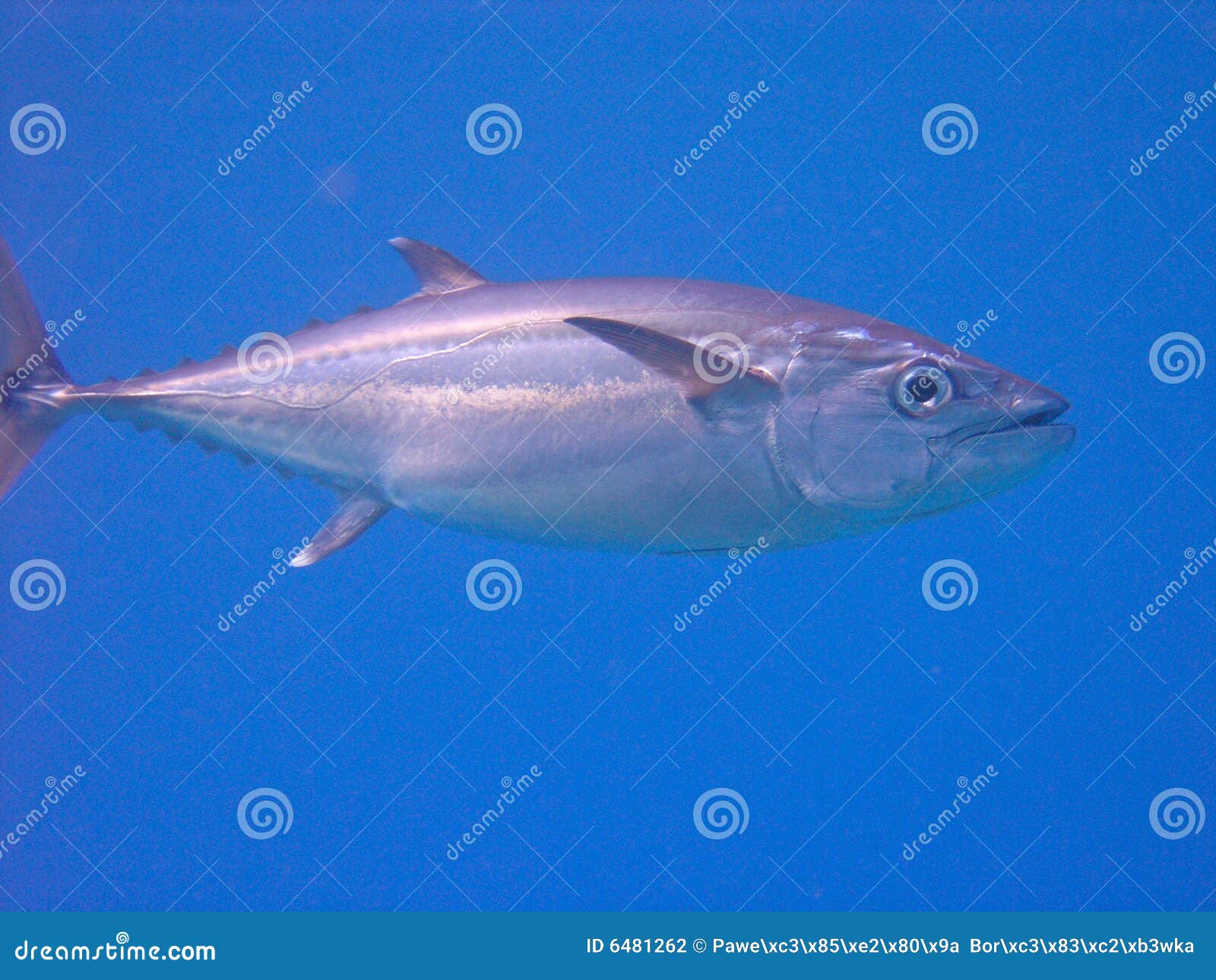 Peixes de atum foto de stock. Imagem de peixes, queimadura - 6481262