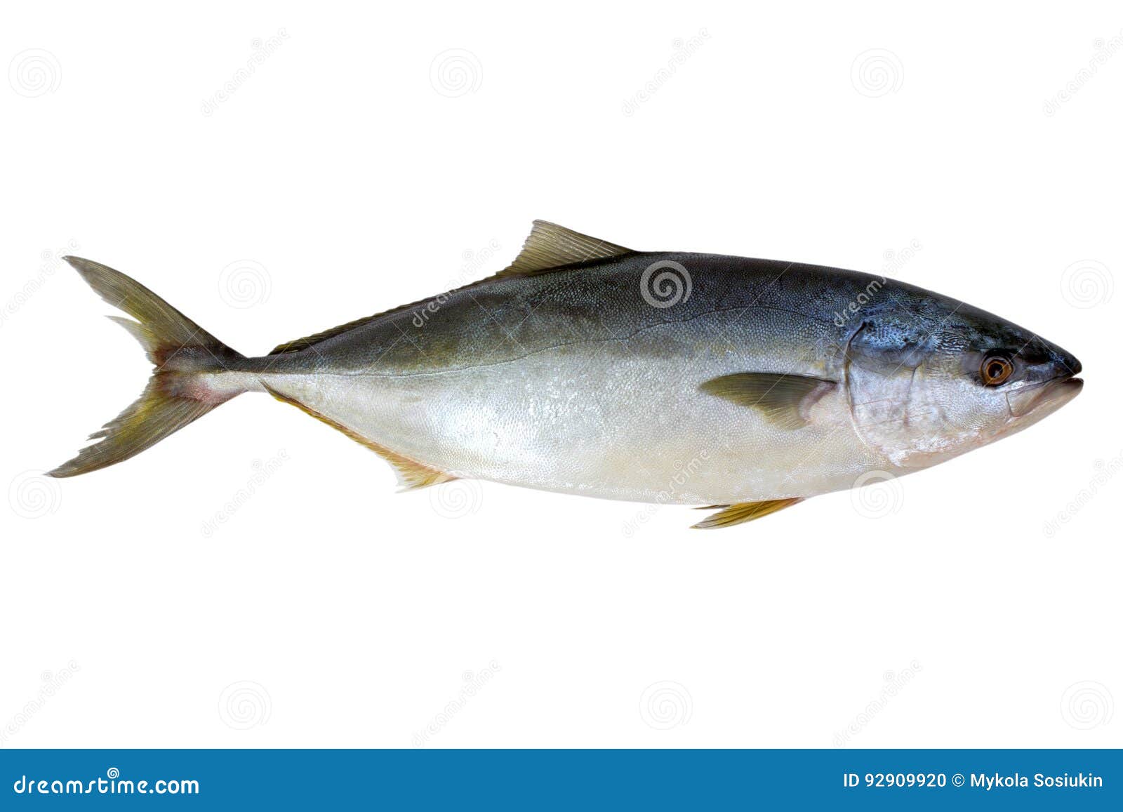 Peixes De Atum Frescos Isolados Foto de Stock - Imagem de grande, coma ...