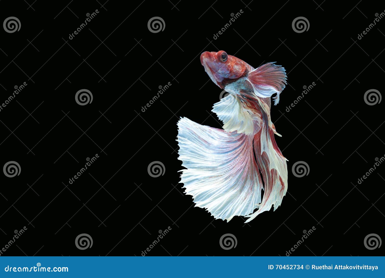 Peixes De Betta (meia Lua) Ou Peixes De Combate Siamese Foto de Stock ...