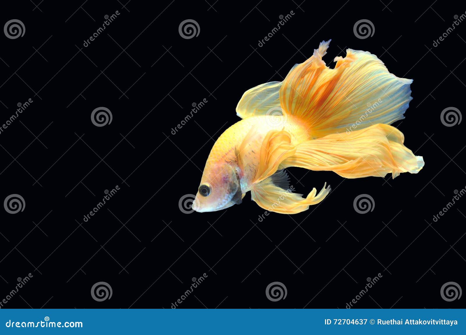 Peixes De Betta (meia Lua) Ou Peixes De Combate Siamese No Backgro ...