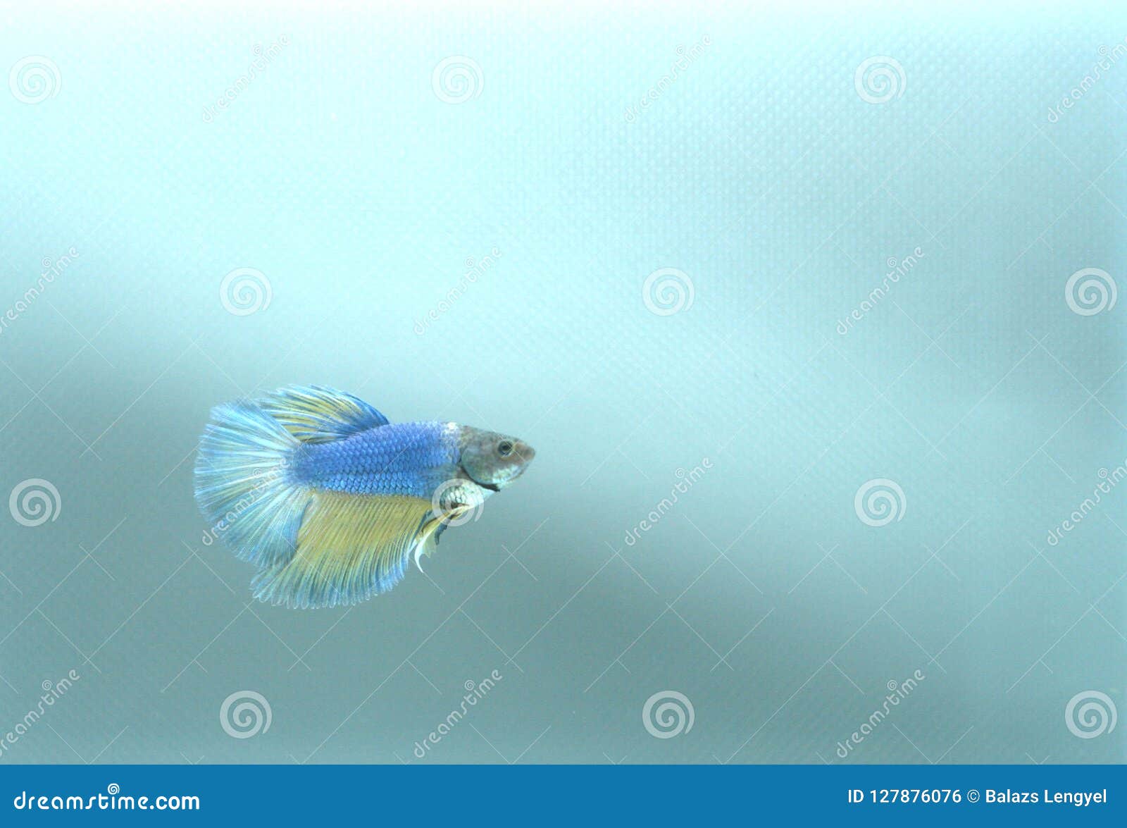 Peixes De Combate Siamese Da Meia Lua - Betta Splendens Blue Yellow ...