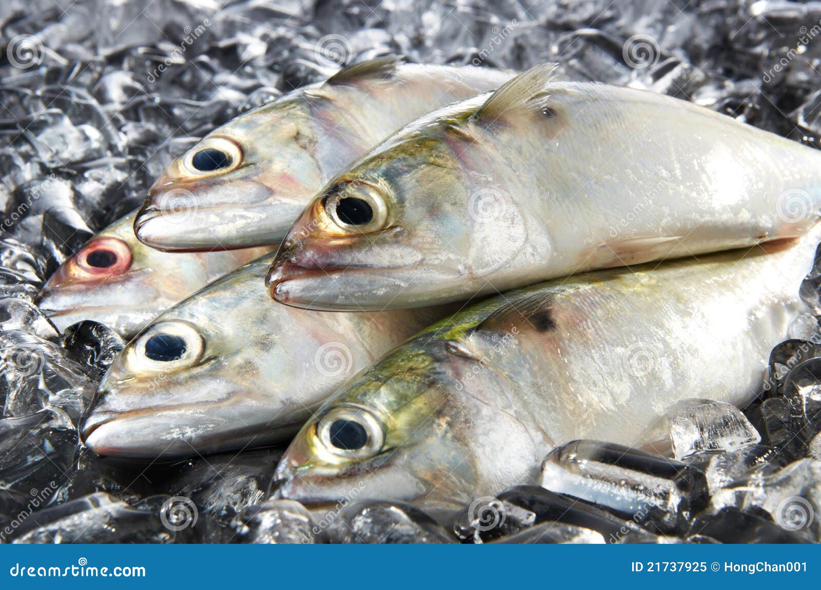 Peixes de Mackeral imagem de stock. Imagem de bandeja - 21737925