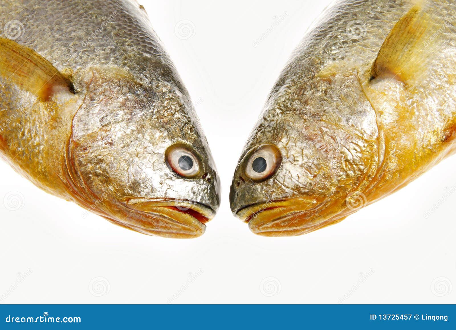 Peixes de mar imagem de stock. Imagem de fundo, isolado - 13725457