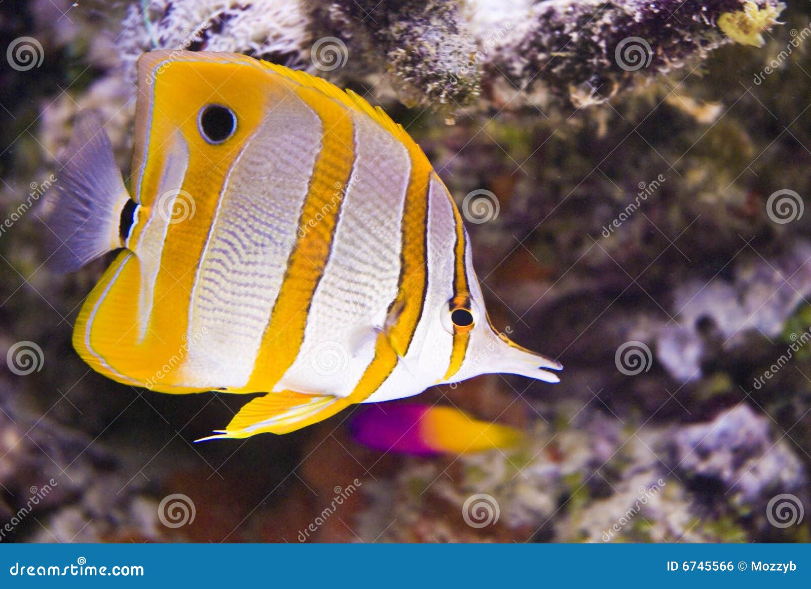 Peixes De Mar Bonitos Imagem de Stock Royalty Free - Imagem: 6745566