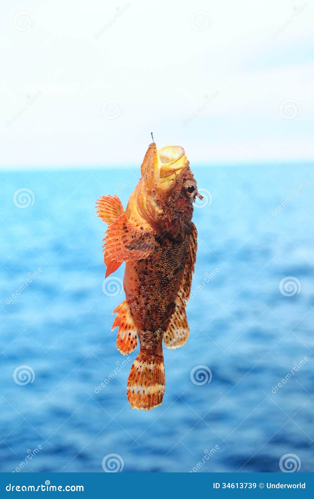 Peixes De Mar Vermelhos Da Rocha Imagem de Stock - Imagem de irlandês ...