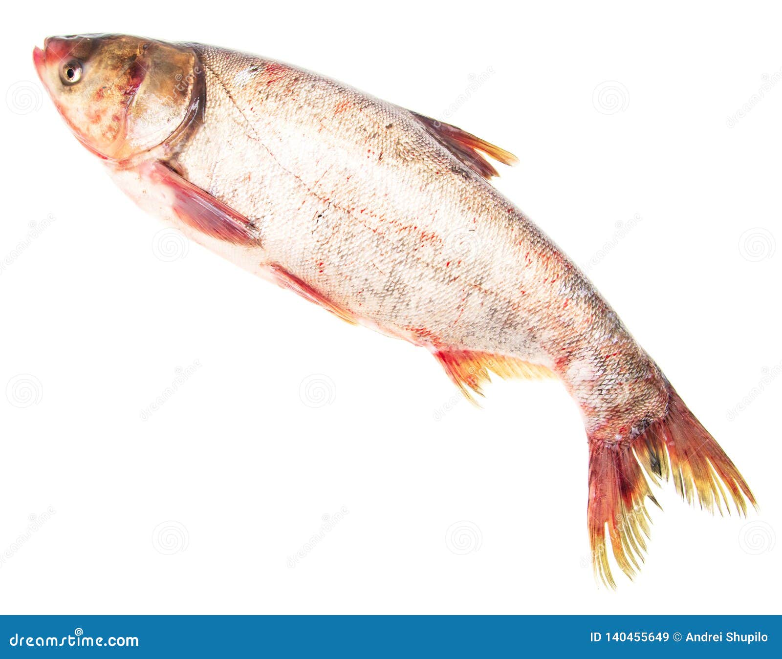 Peixes De Prata Da Carpa Isolados No Fundo Branco Imagem de Stock ...