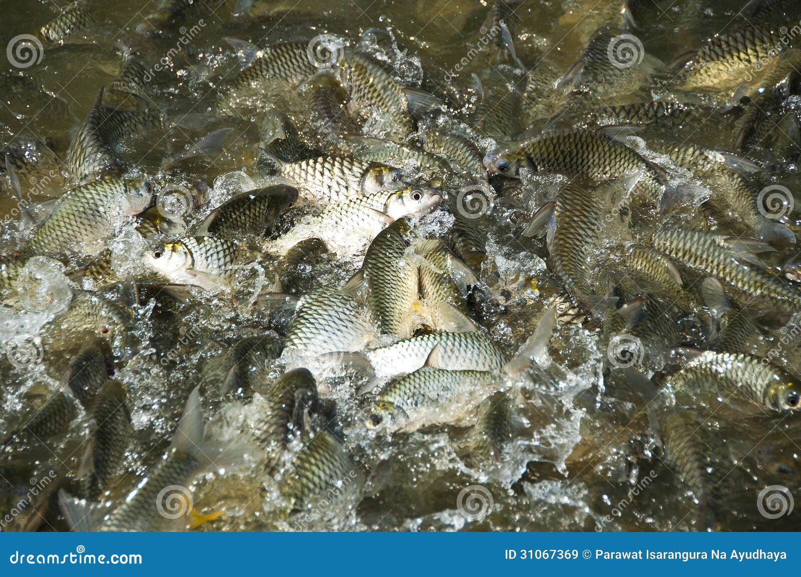 Peixes de prata de Barb. imagem de stock. Imagem de aleta - 31067369