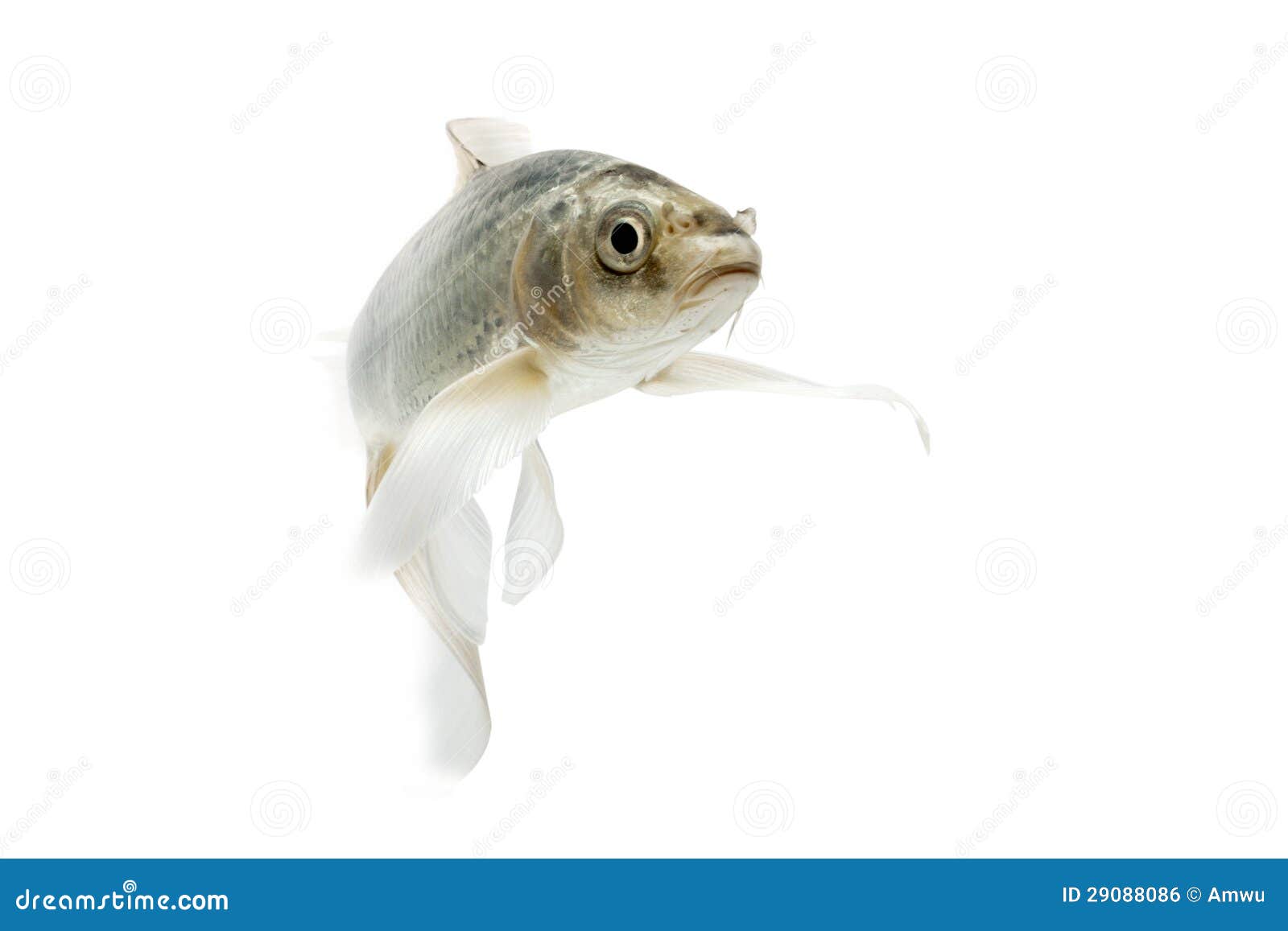 Peixes de prata de Koi foto de stock. Imagem de animal - 29088086