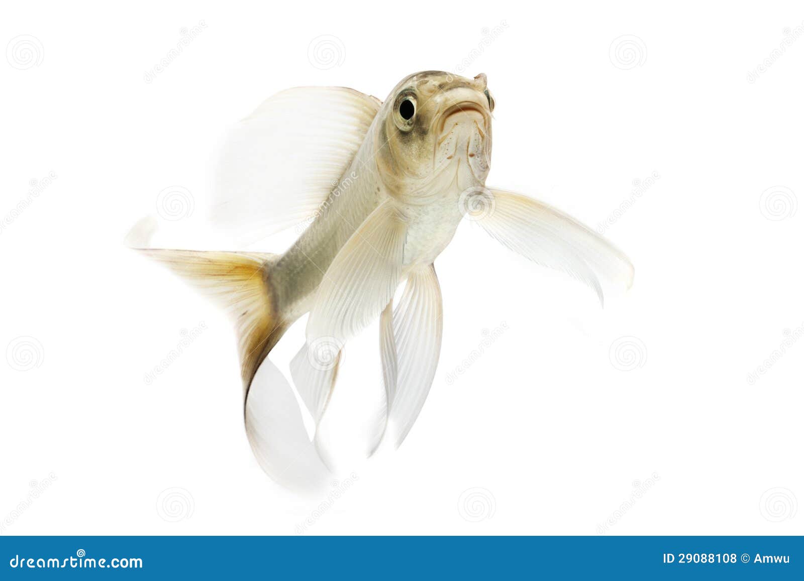 Peixes de prata de Koi foto de stock. Imagem de peixes - 29088108