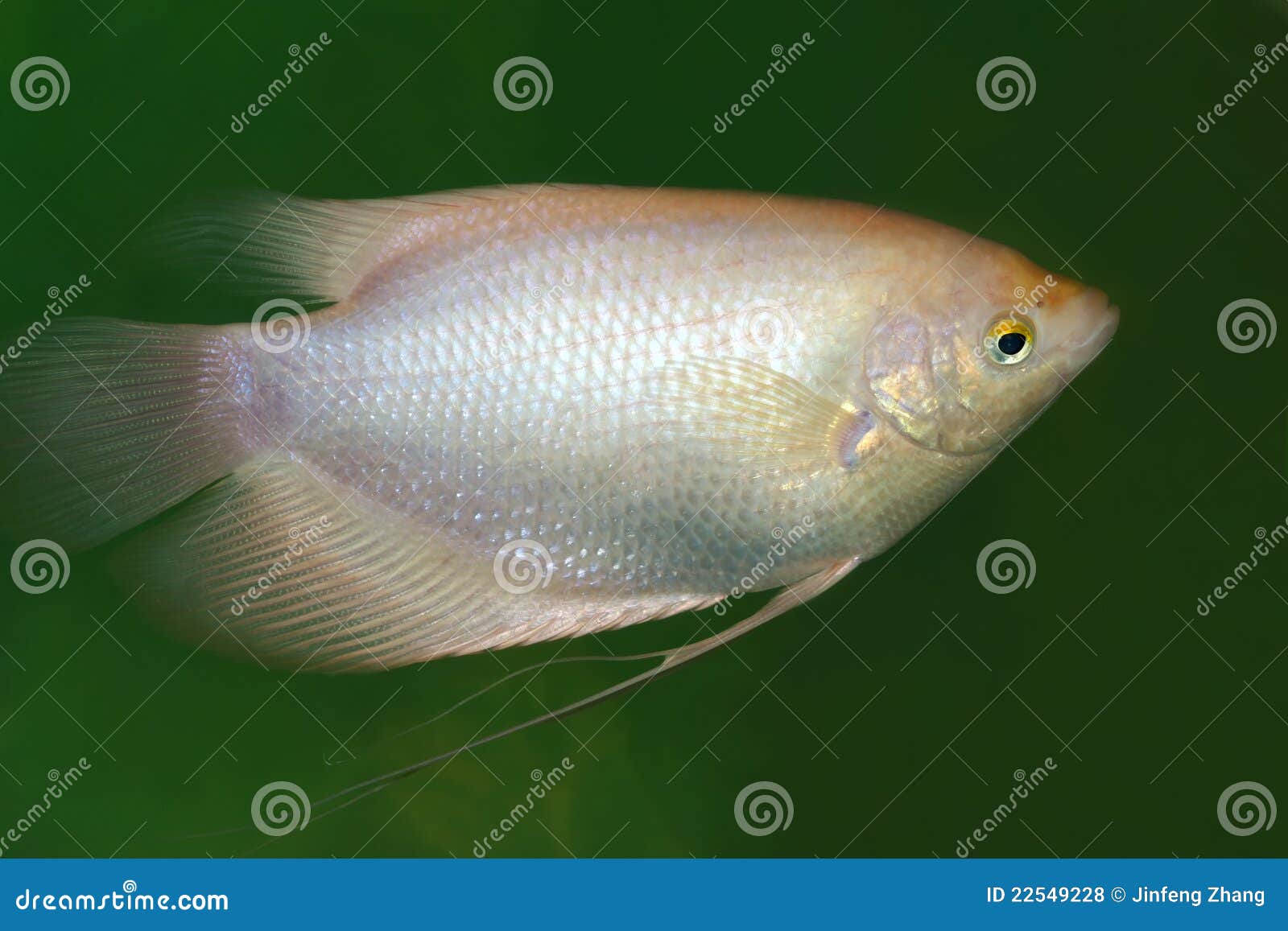 Peixes de prata do gurami foto de stock. Imagem de bonito - 22549228