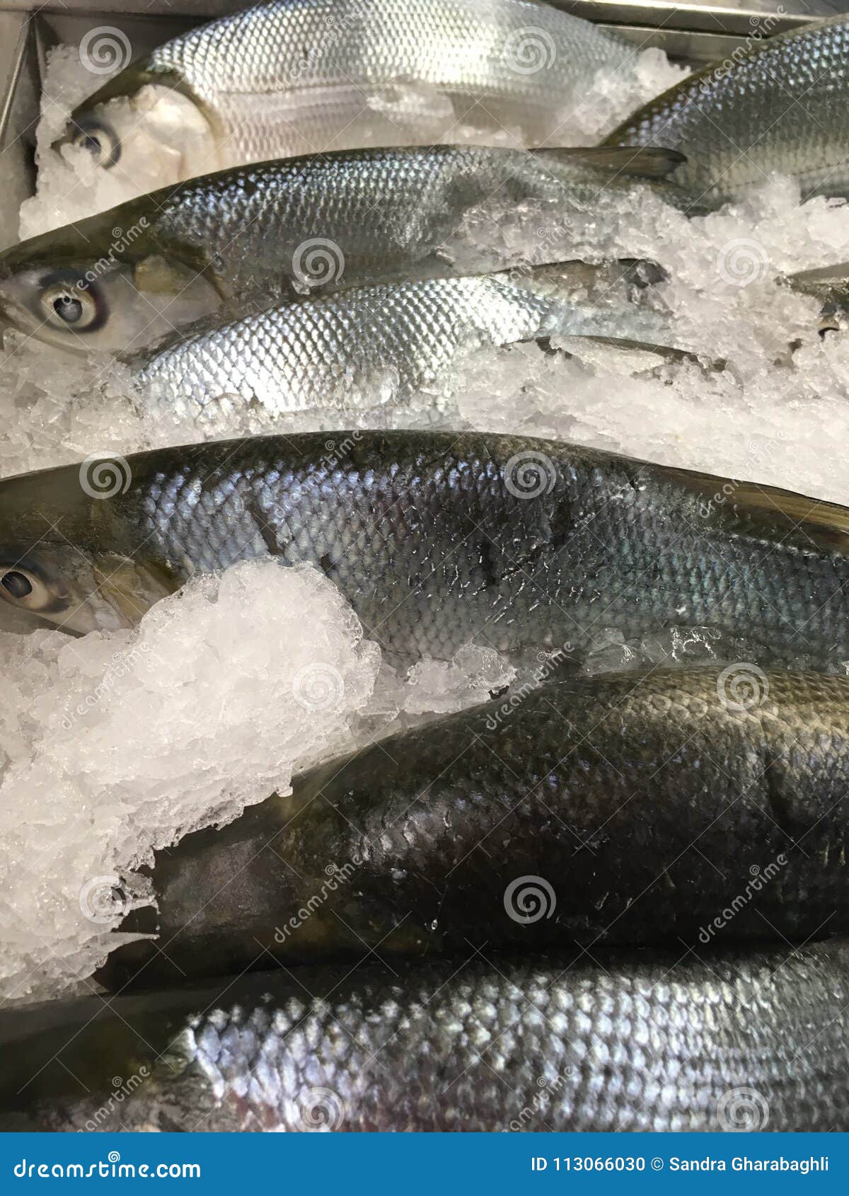 Peixes de prata no gelo foto de stock. Imagem de peixes - 113066030