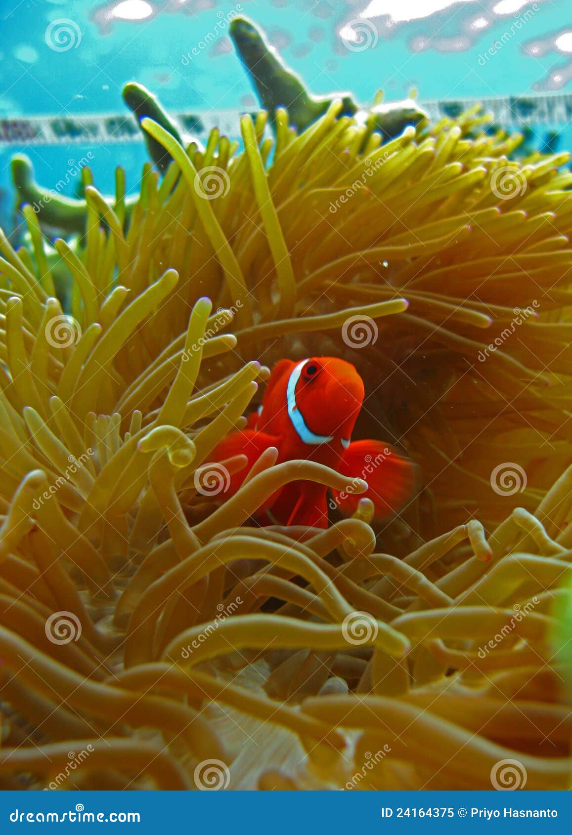 Peixes do anemon do ?nemo? imagem de stock. Imagem de anêmona - 24164375