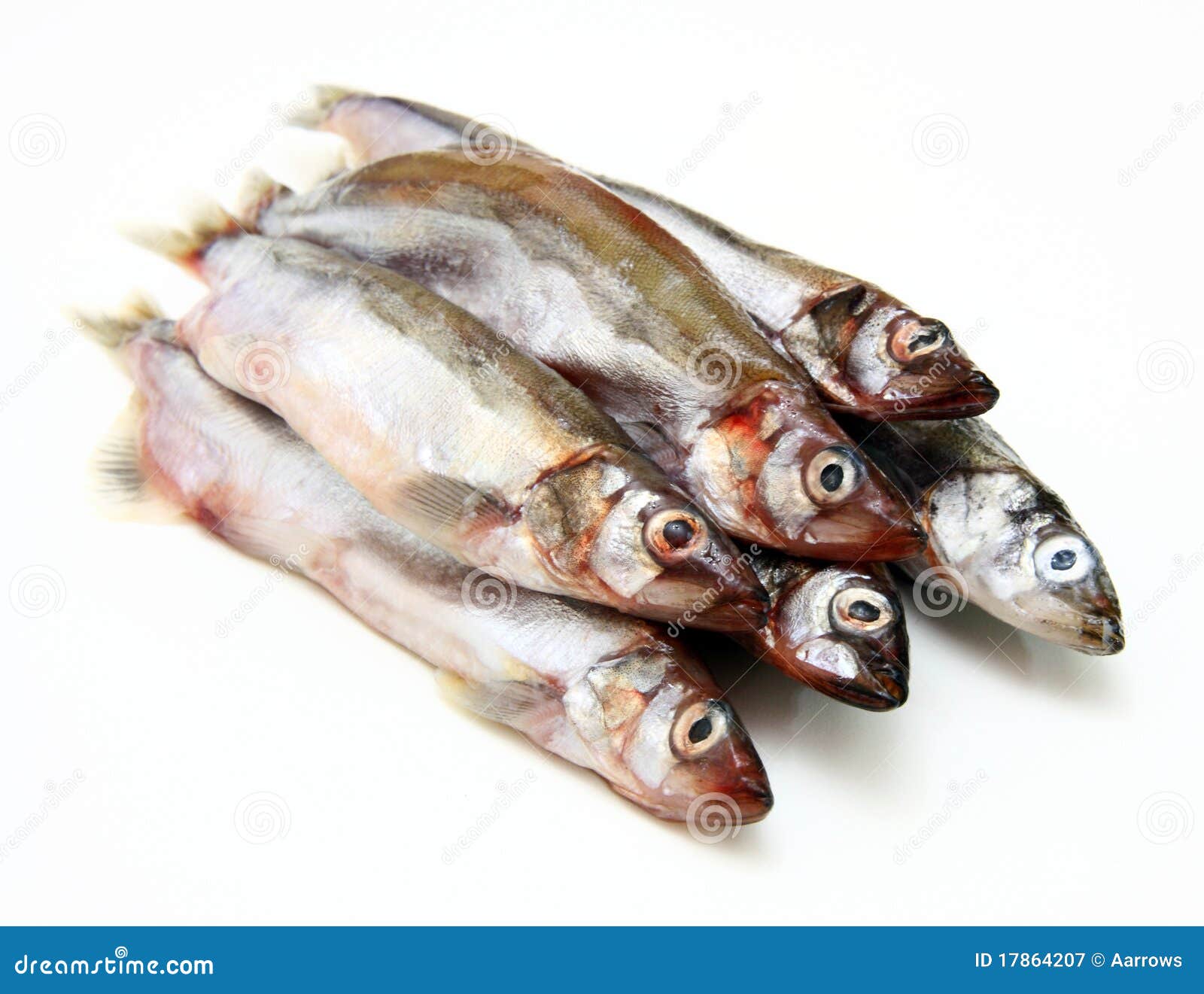 Peixes do badejo isolados imagem de stock. Imagem de aleta - 17864207