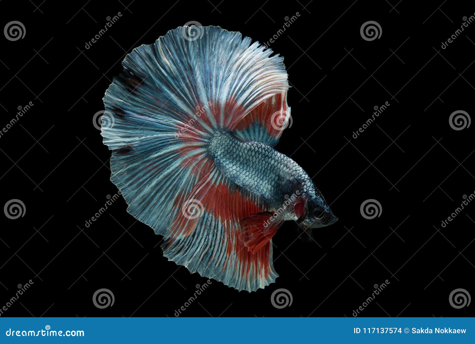 Peixes Do Betta Da Meia Lua Foto de Stock - Imagem de fundo, escala ...
