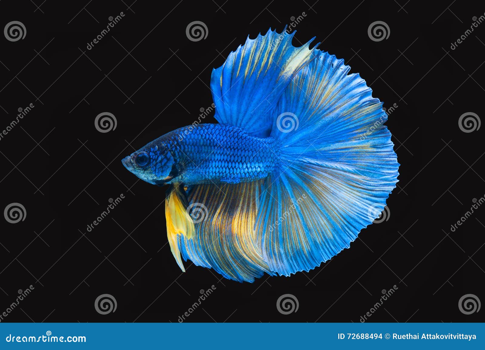 Peixes Do Betta Da Meia Lua Foto de Stock - Imagem de preto, peixes ...