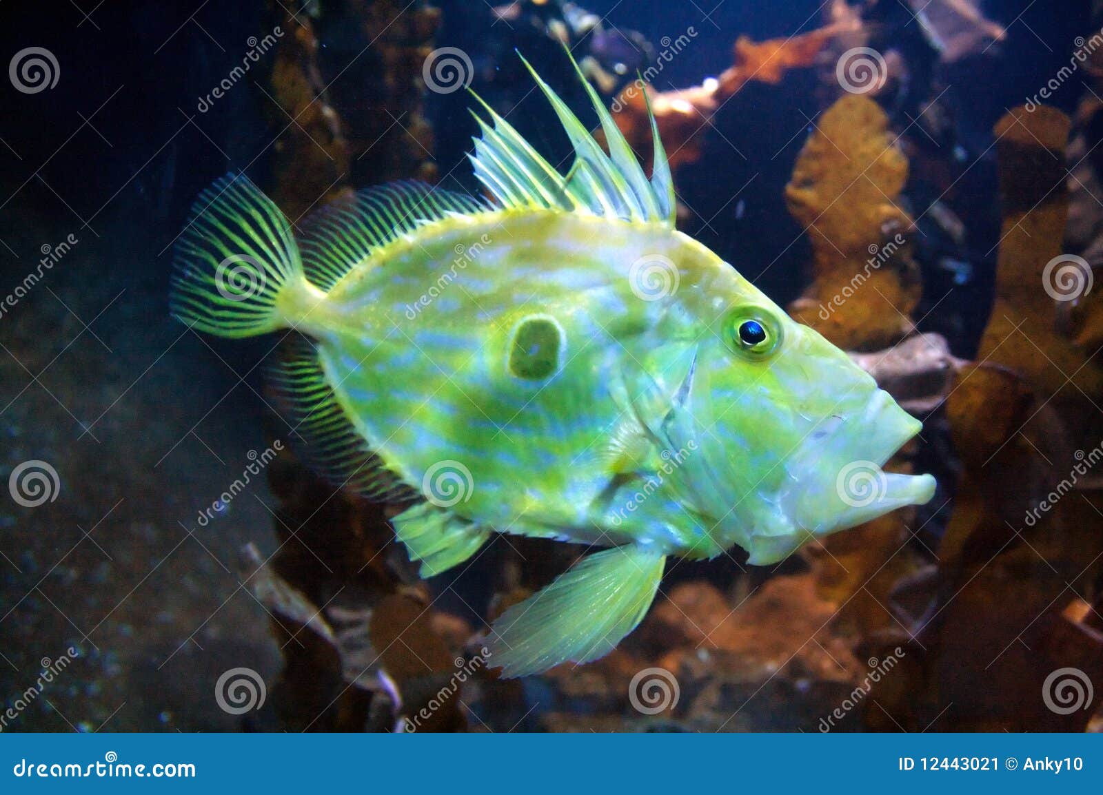 Peixes Do Cavalo De Corrida Imagem de Stock - Imagem de nave, azul ...