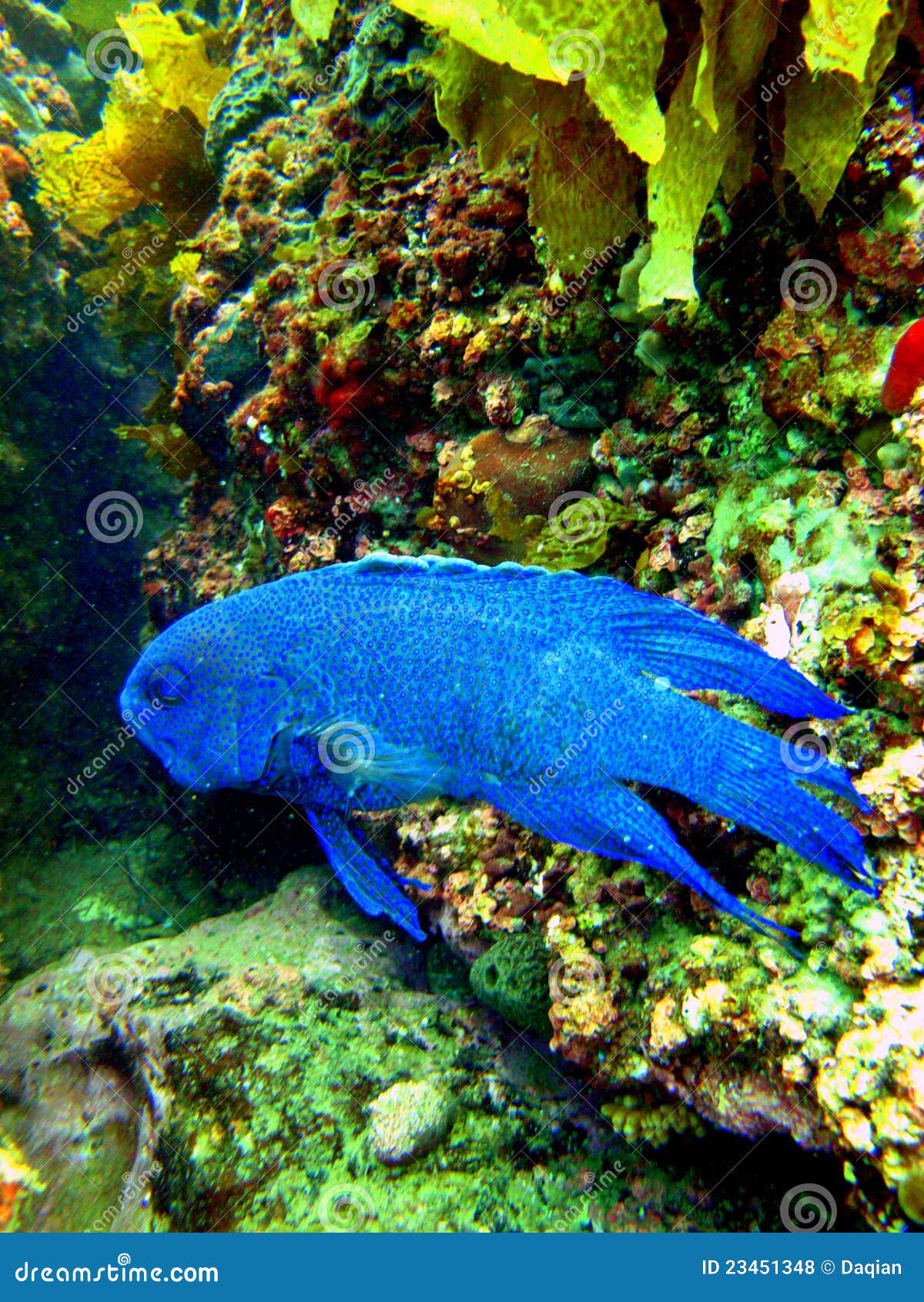 Peixes do diabo azul foto de stock. Imagem de wildlife - 23451348