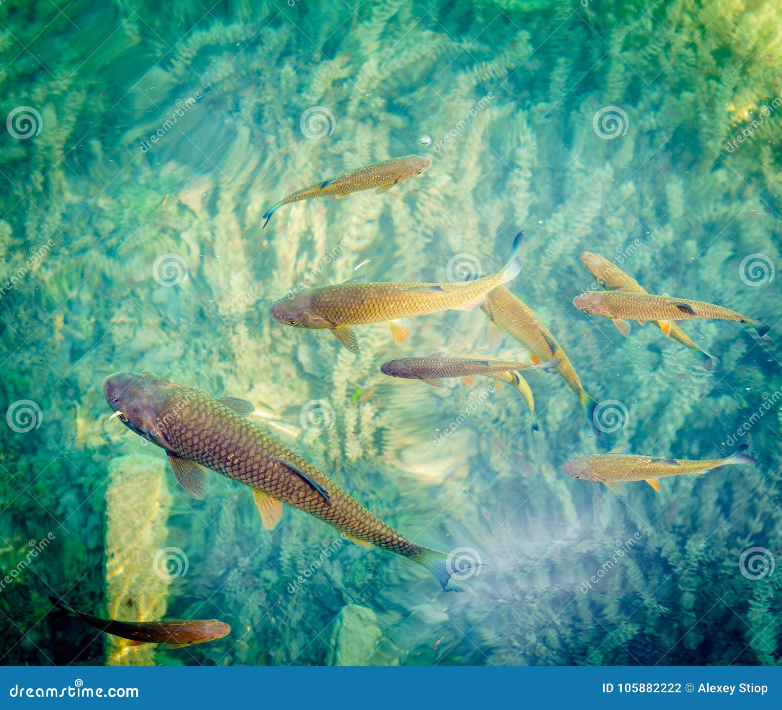 Peixes do lago foto de stock. Imagem de vibrante, peixes - 105882222