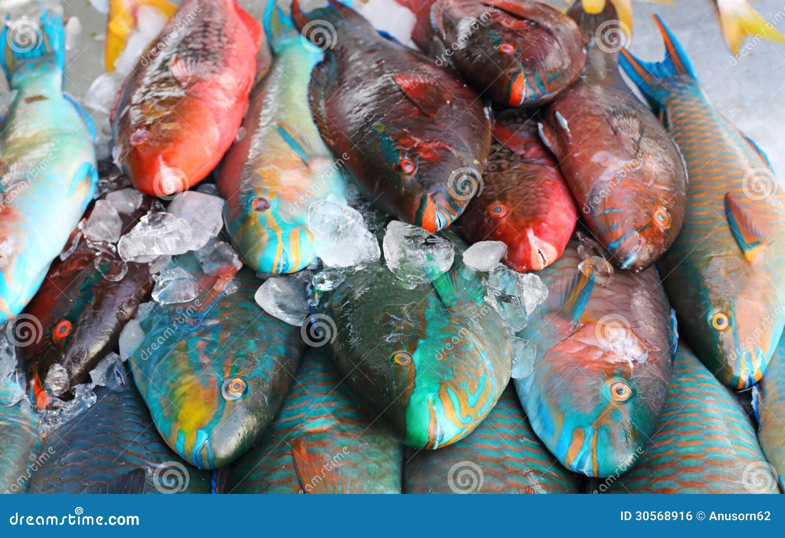 Peixes Do Papagaio Em Phuket Foto de Stock - Imagem de delicioso ...