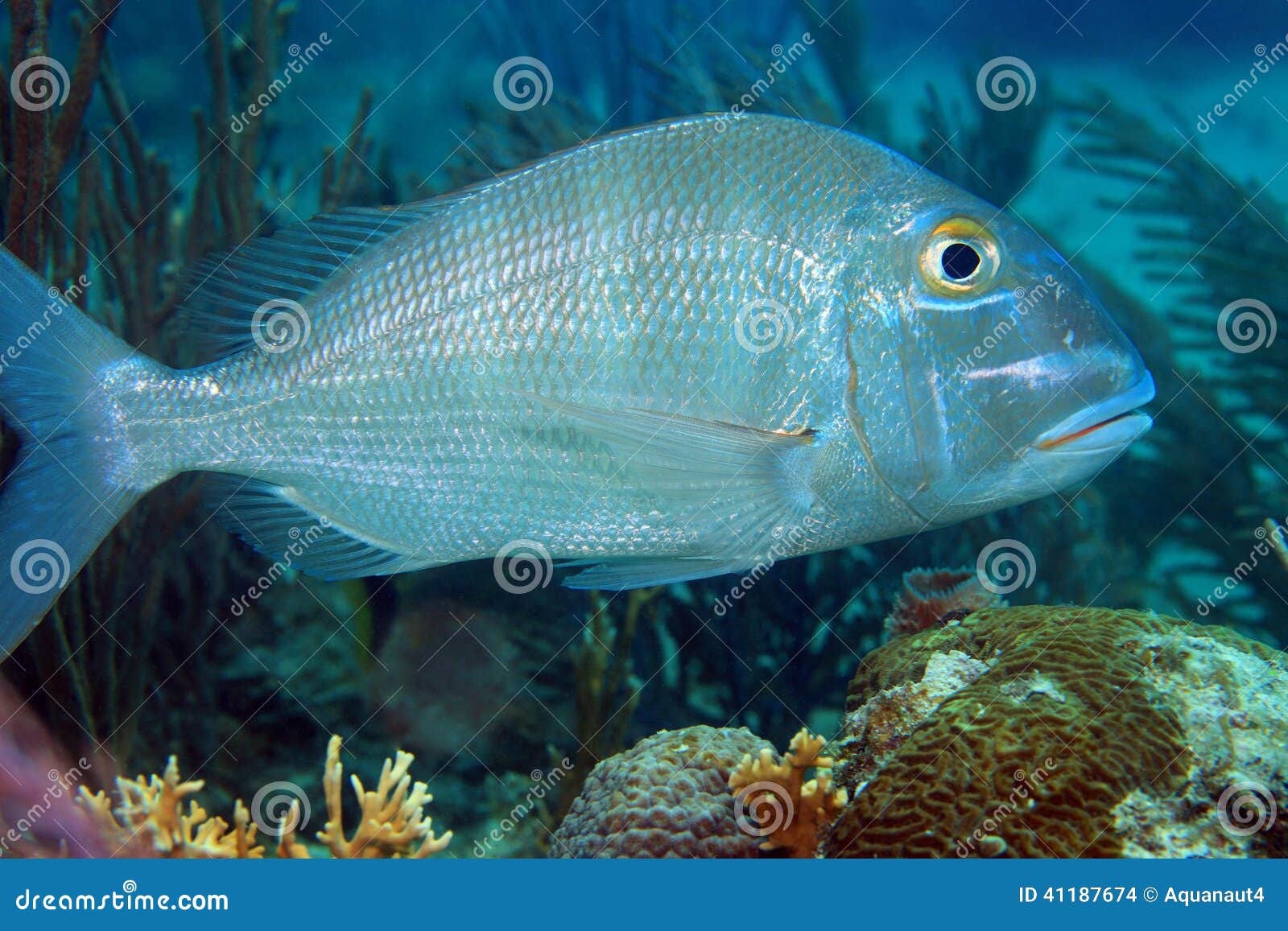 Peixes Do Pargo De Jolthead Foto de Stock - Imagem de vida, maia: 41187674