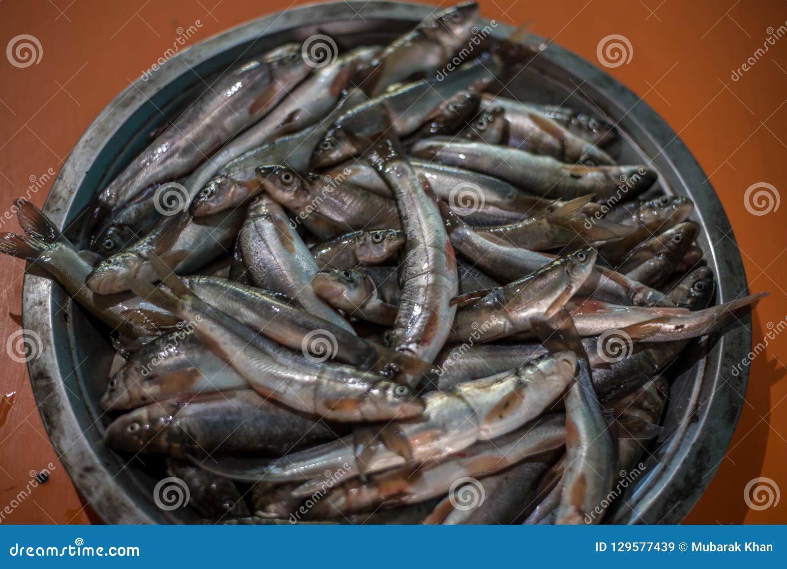 Peixes do rio de Sharda imagem de stock. Imagem de sunlight - 129577439