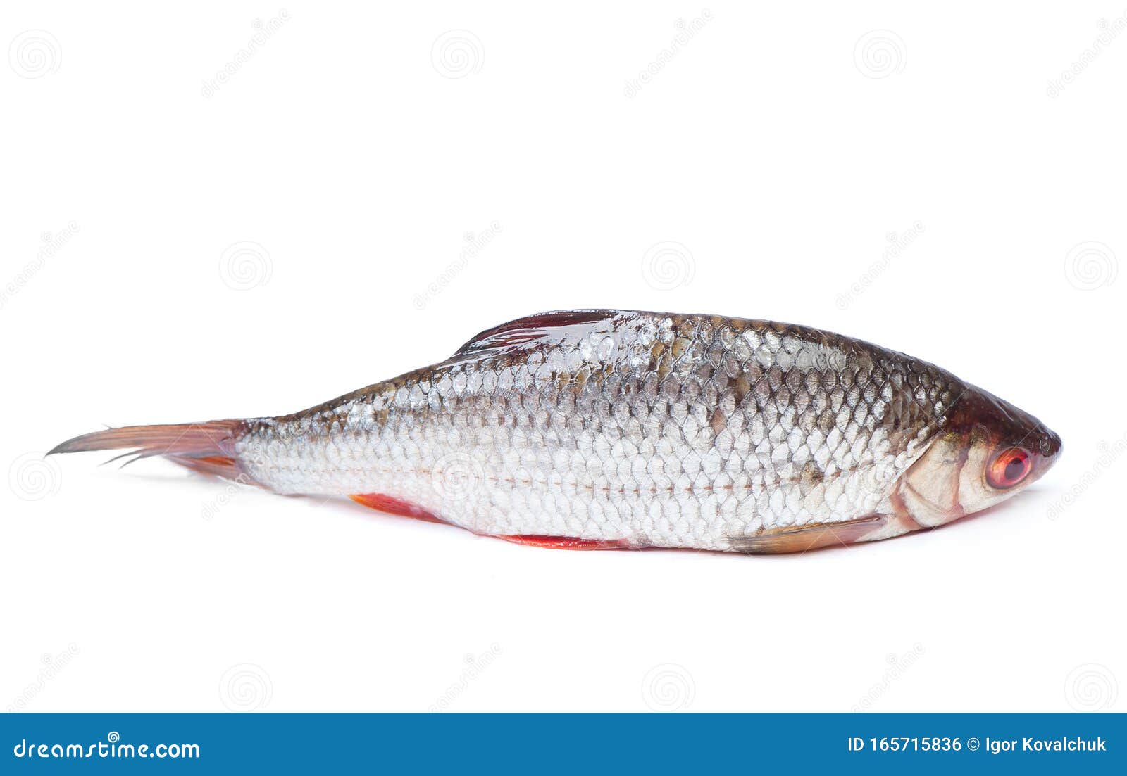 Peixes do rio Roach foto de stock. Imagem de fauna, macro - 165715836