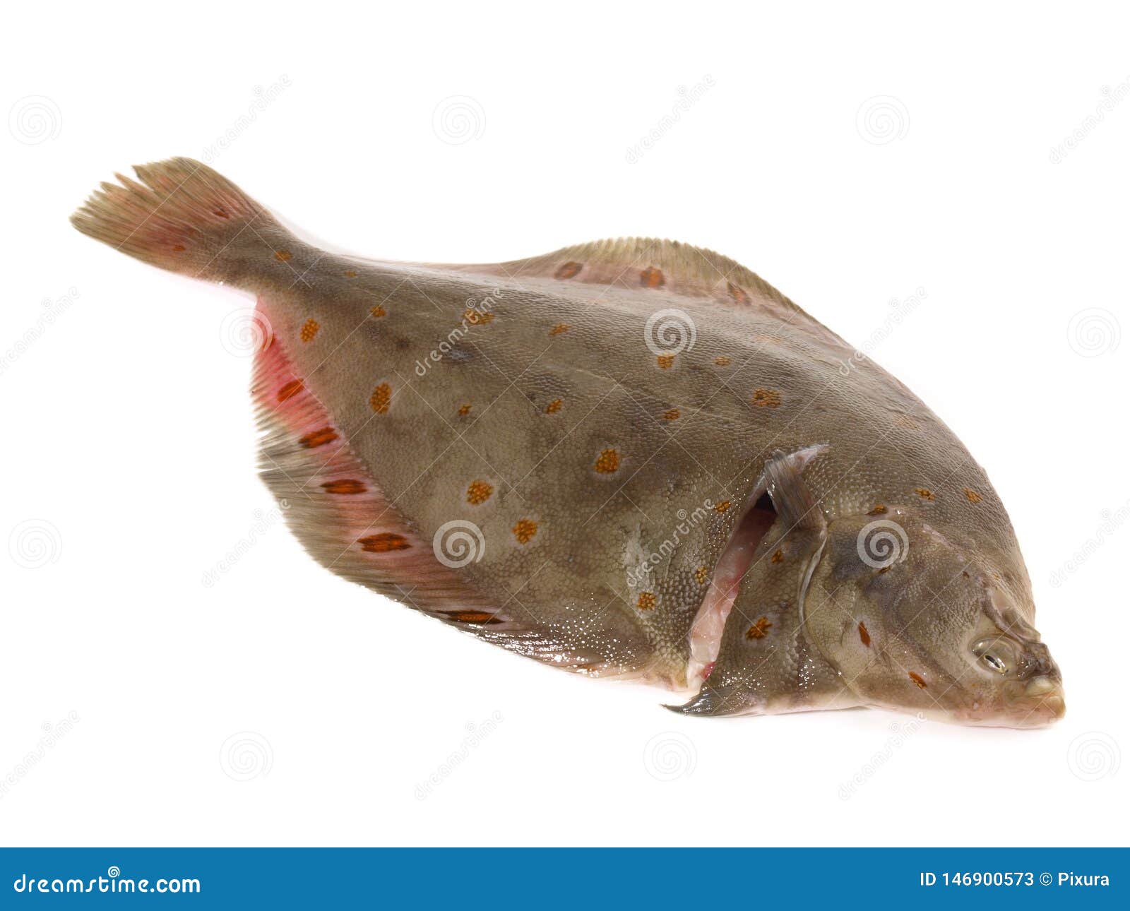 Peixes do solha no branco imagem de stock. Imagem de selvagem - 146900573