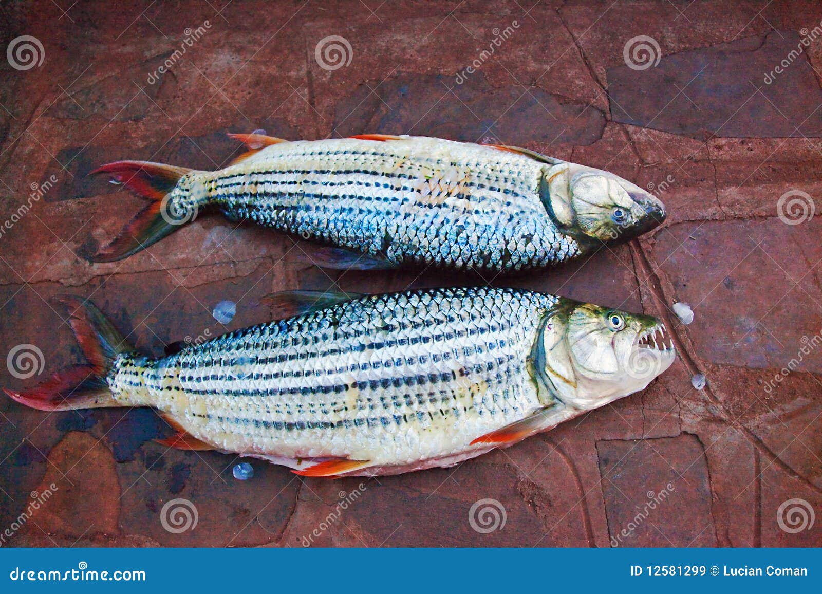Peixes do tigre imagem de stock. Imagem de pesca, vermelho - 12581299