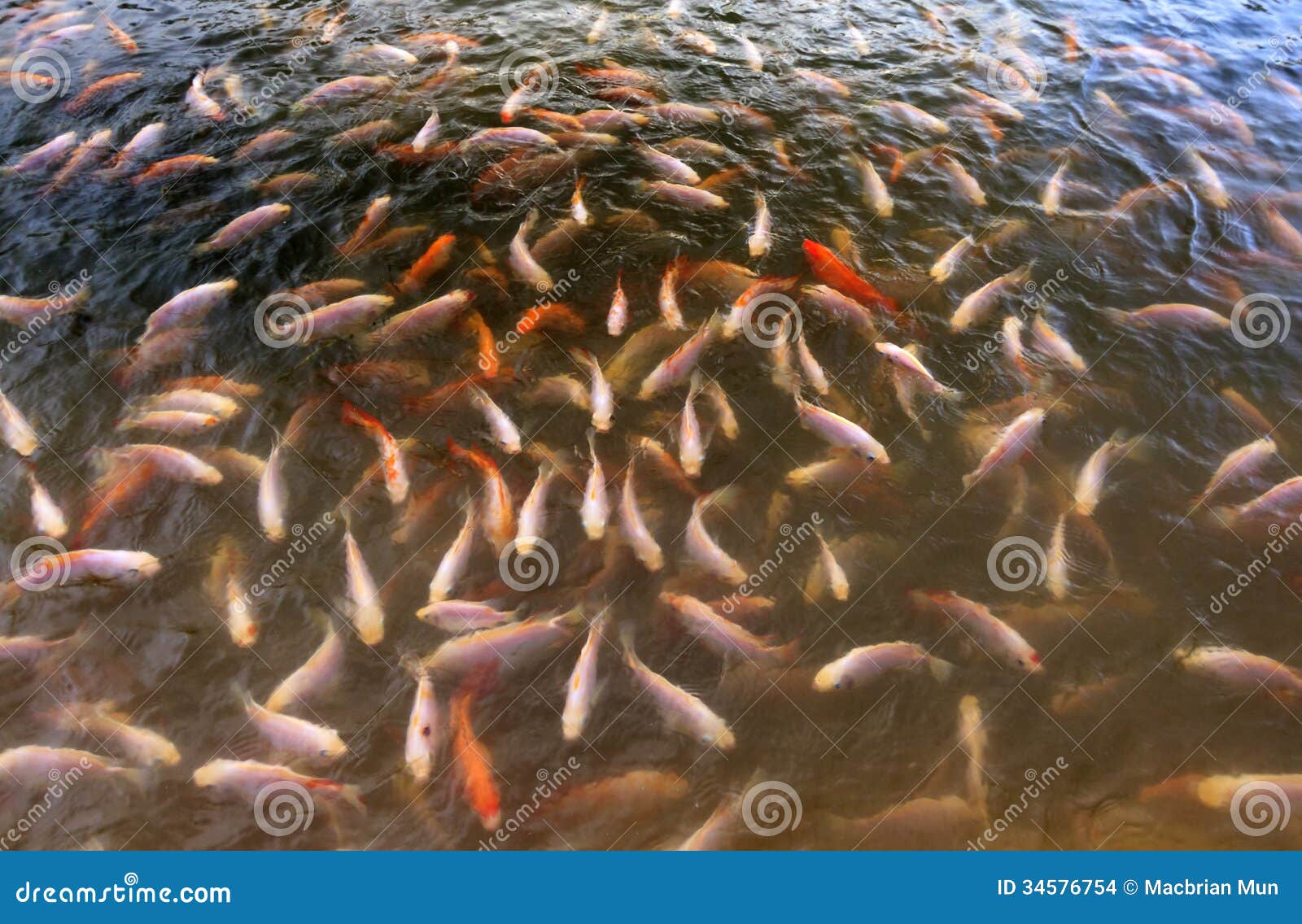 Peixes em uma lagoa foto de stock. Imagem de carpa, exterior - 34576754