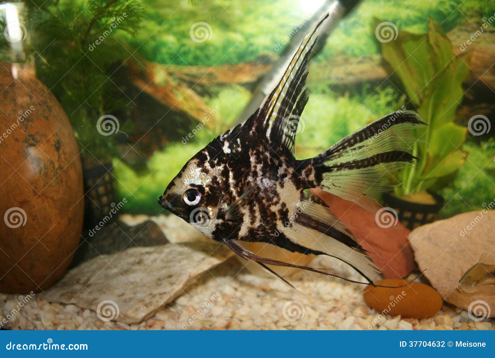 Peixes escalares foto de stock. Imagem de oceano, peixes - 37704632